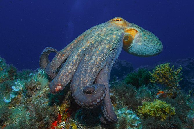 PADI Open Water Diver Course (OWD) - 2.5 days - Key Points