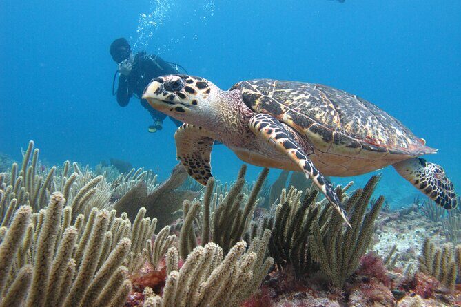 PADI Open Water Diving Certification Course Activity - Key Points  