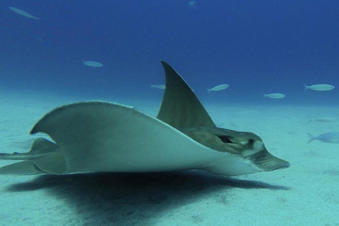 PADI ReActivate, Refresh your scuba skills! - Why This Experience Offers Value for Money