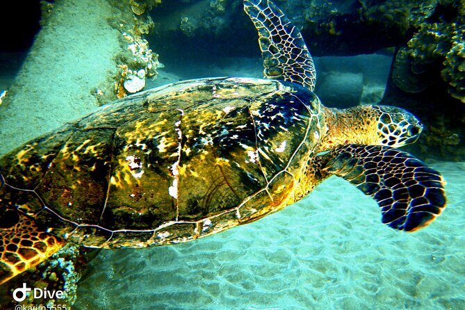 PADI Scuba Lesson and Shore Dive in Maui - The Sum Up: Who Will Love This Tour?