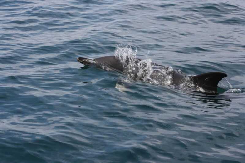 Padstow: Guided RIB Sealife Safari - The Sum Up