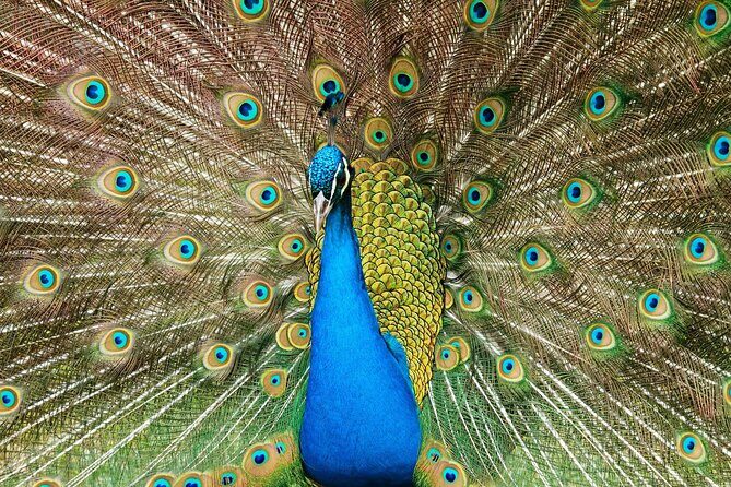 Pafos Zoo Ticket - Key Points