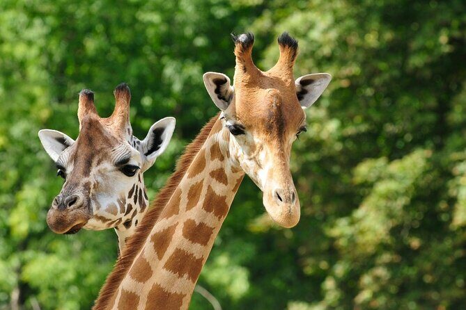 Pafos Zoo Ticket - An Honest Look at the Pafos Zoo Ticket Experience