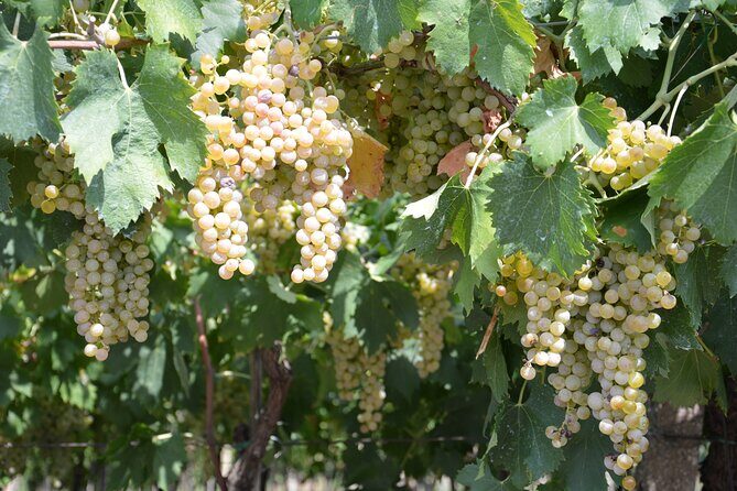 Pagus Wine Tours® - Soave and Amarone - Half day wine tour - Highlights from the Reviews