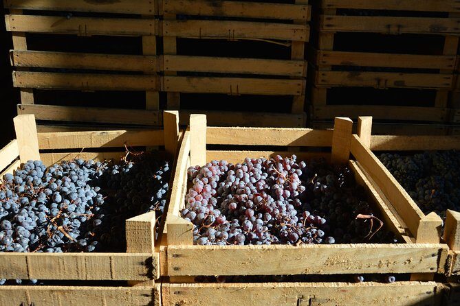 Pagus Wine Tours® - Two Amarone wineries - Half day wine tour - Who Should Consider This Tour?