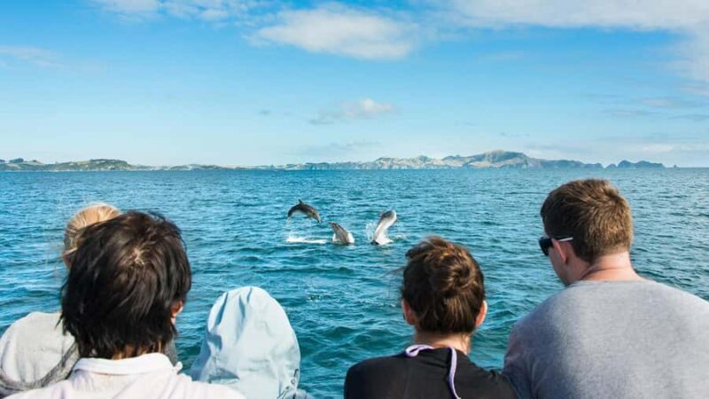 Paihia: Bay of Islands Dolphin Eco Cruise & Island Stopover - Final Thoughts: Is This Tour Worth It?
