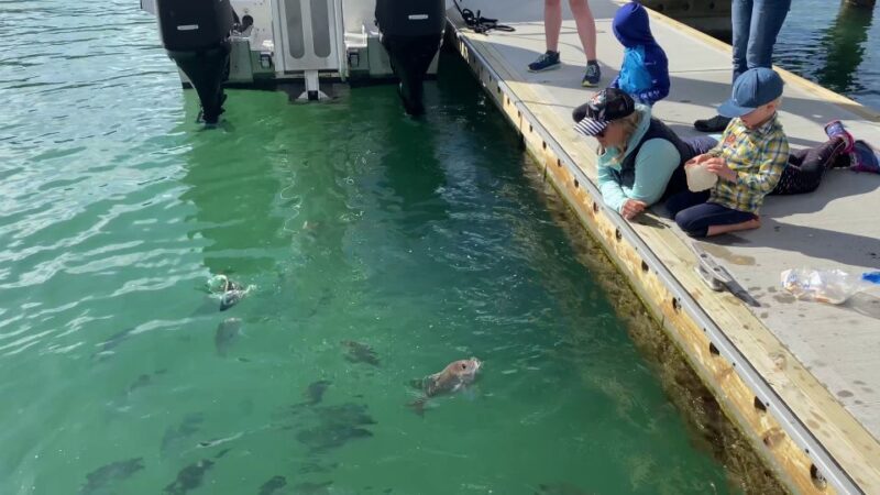 Paihia/Russell: Hole in the Rock Cruise with 2 Island Stops - Weather and Route Flexibility