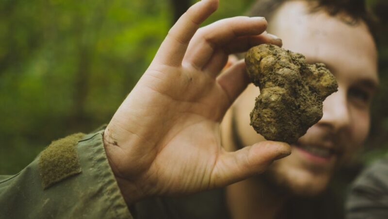 Paladini: Truffle Hunting Tour with 3-Course Tasting Menu - The Truffle Hunt with Dogs: A Playful and Authentic Search
