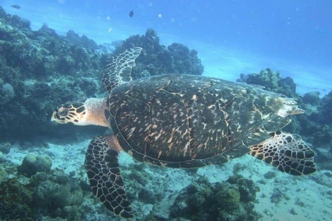 Palancar, Columbia and El Cielo Cozumel Snorkeling Tour - Why Choose the Palancar, Columbia, and El Cielo Snorkeling Tour?