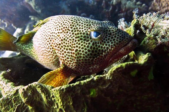 Palancar, Columbia and El Cielo Cozumel Snorkeling Tour - Final Thoughts: Is This Tour Worth It?