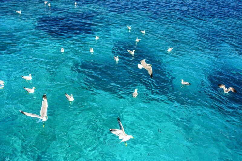 Palau: La Maddalena Archipelago and Caprera Island Boat Tour - Why This Tour Offers Great Value