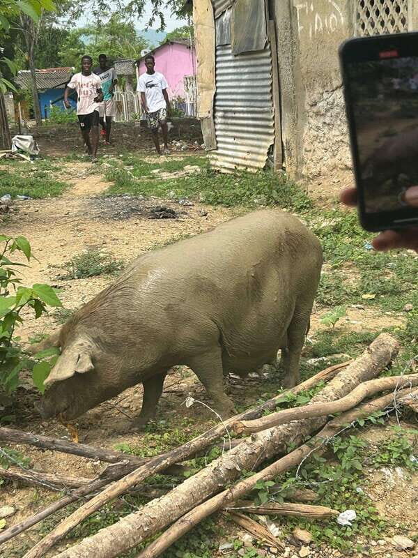 Palenque: Eco-Tour on Horseback with Lunch - The Value and Who Will Love This Tour  