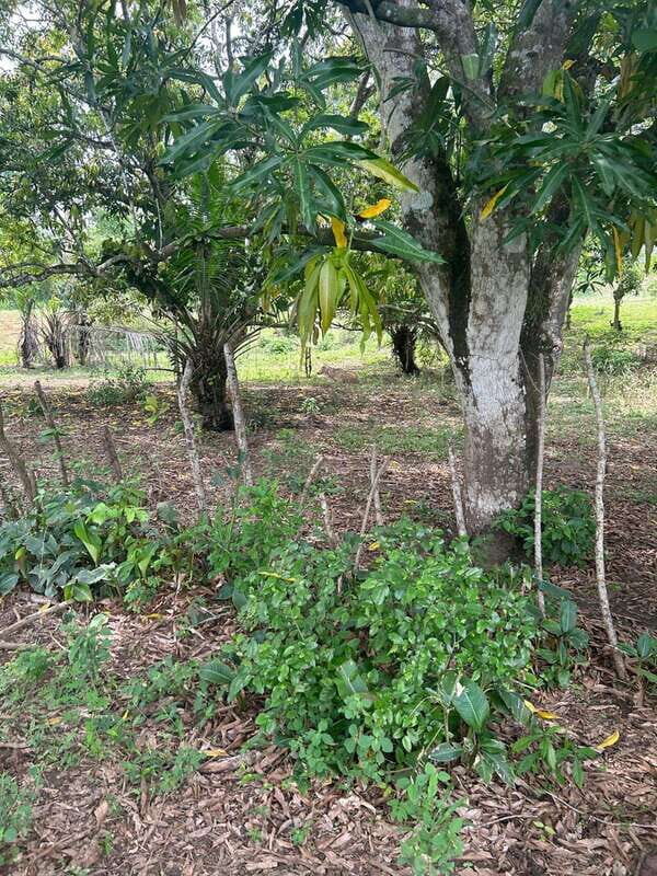 Palenque: Eco-Tour on Horseback with Lunch - FAQ — Your Practical Questions Answered  