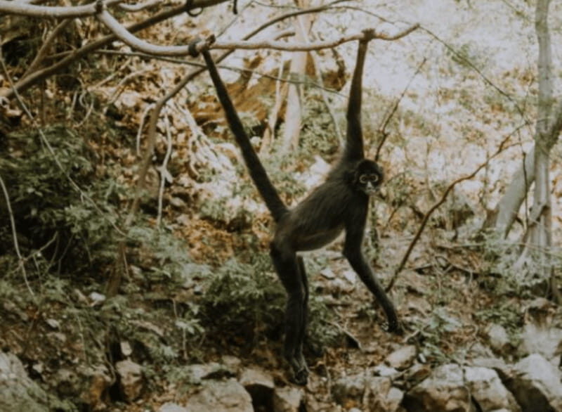 Palenque: Lacandona Jungle Path - Ecotourism Adventure - Key Points