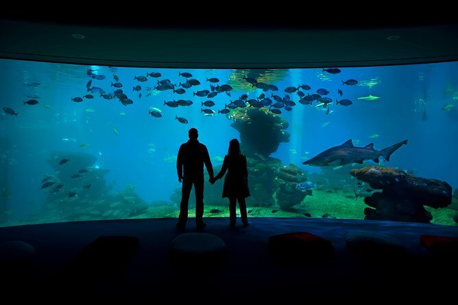 Palma Aquarium with return bus from Port Alcudia - Key Points