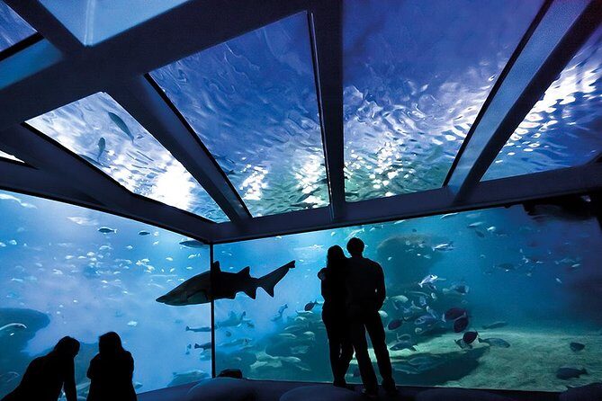 Palma Aquarium with return bus from Port Alcudia - A Dive into the Mallorca Aquarium Experience