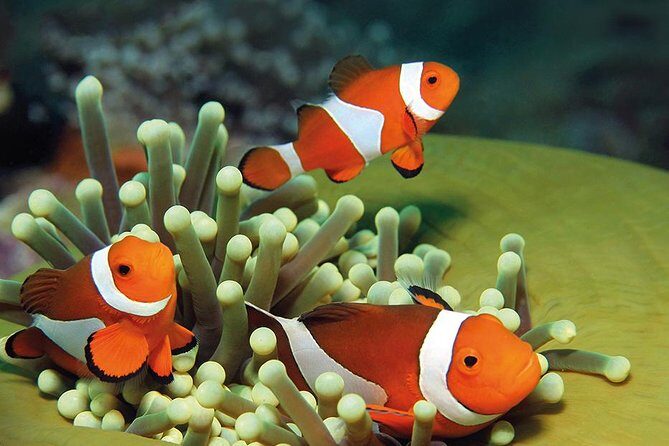 Palma Aquarium with return bus from Port Alcudia - FAQs