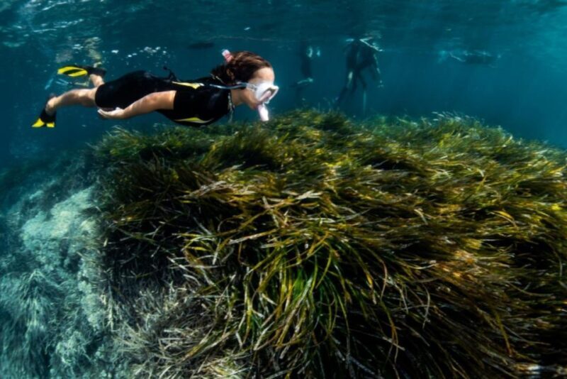 Palma de Mallorca: Cala Vella Snorkeling Adventure - Final Thoughts: Is It Worth It?