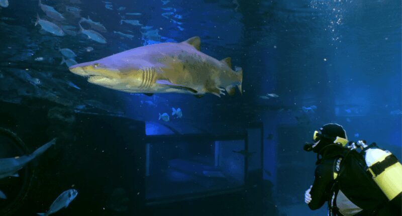 Palma de Mallorca: Shark Dive at Palma Aquarium - Introduction
