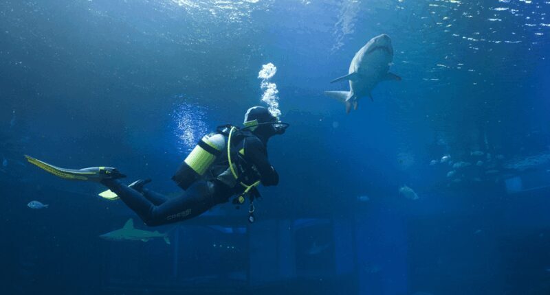 Palma de Mallorca: Shark Dive at Palma Aquarium - Detailed Breakdown of the Experience