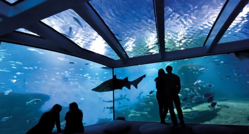 Palma de Mallorca: Shark Dive at Palma Aquarium - FAQs