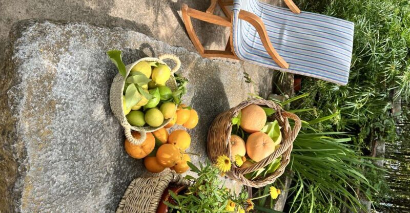 Palma: Orange Valley Vintage Train and Orange Farm Tour - Key Points