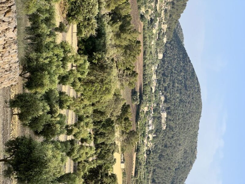 Palma: Orange Valley Vintage Train and Orange Farm Tour - An In-Depth Look at the Tour