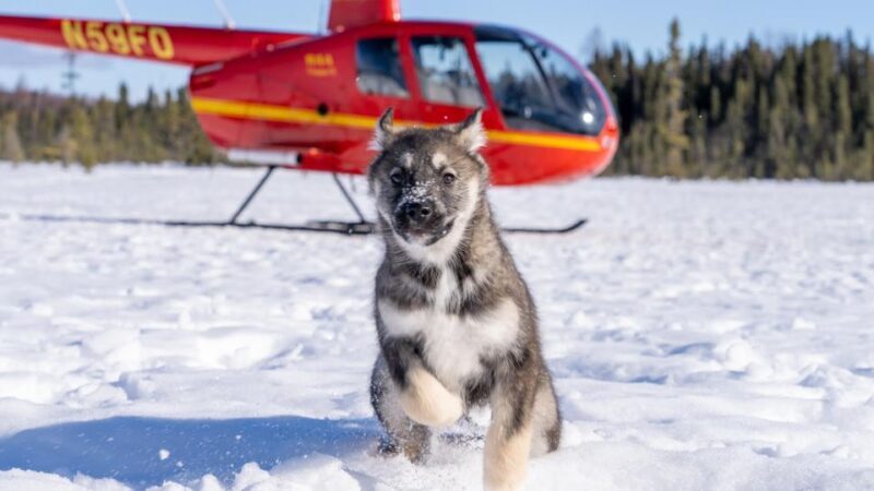 Palmer: "Dogs and Glaciers" Sledding and Helicopter Tour - What Makes This Tour Stand Out?