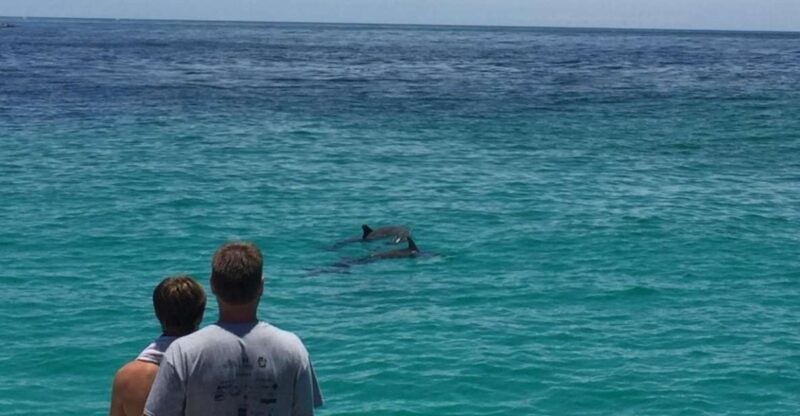 Panama City Beach: Dolphin Sightseeing Trip by Catamaran - Final Thoughts