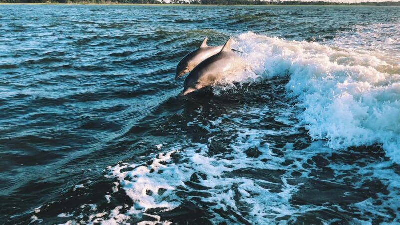 Panama City Beach: Dolphin Watching and Snorkeling Tour - Key Points: