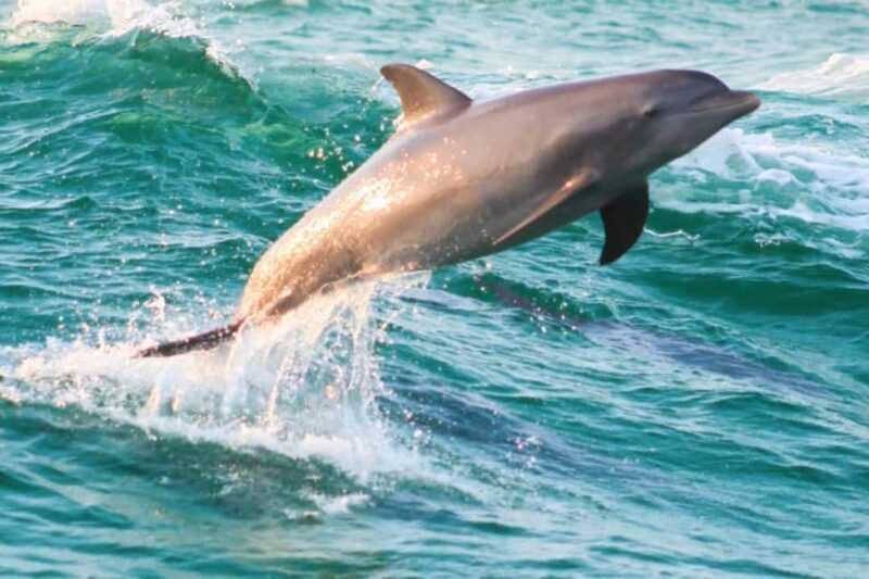 Panama City Beach: Dolphin Watching and Snorkeling Tour - What to Expect on the Dolphin Watching and Snorkeling Tour