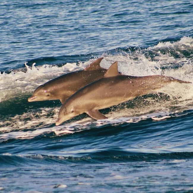 Panama City Beach: Dolphin Watching and Snorkeling Tour - Why This Tour Delivers Value