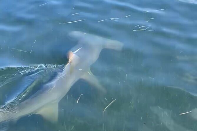 Panama City Beach Florida, Dolphin, Shell Island and Eco Tours - Who This Tour Is Best For  