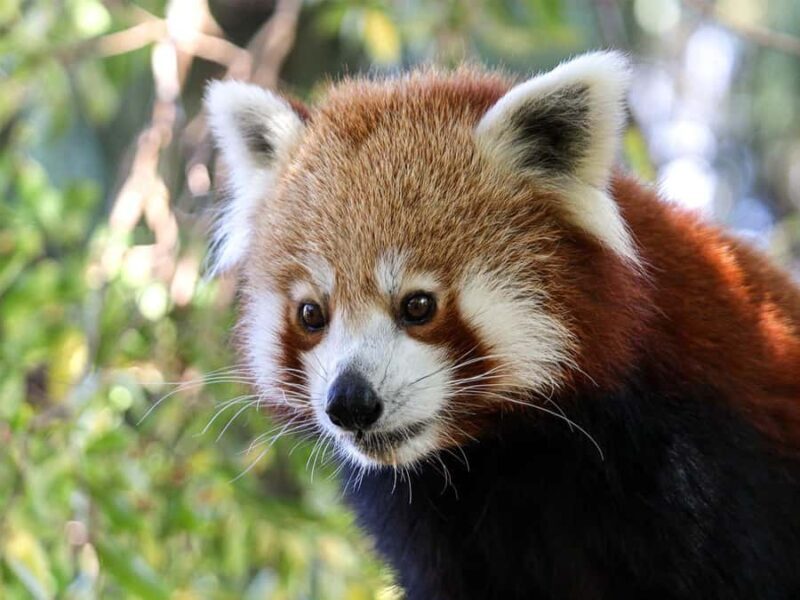 Panda & Friends Tour and a Day at Adelaide Zoo - FAQs