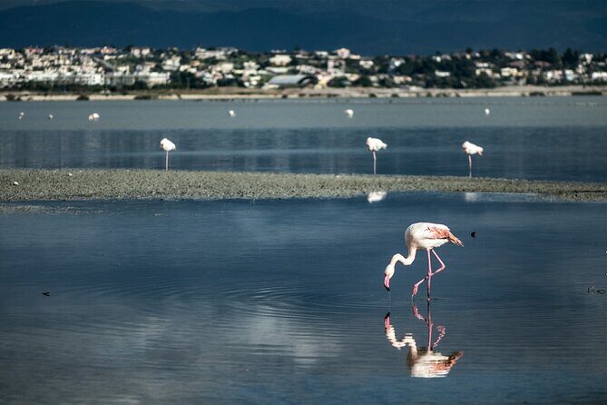 Panoramic and Old Cagliari tour - An In-Depth Look at the Tour Itinerary