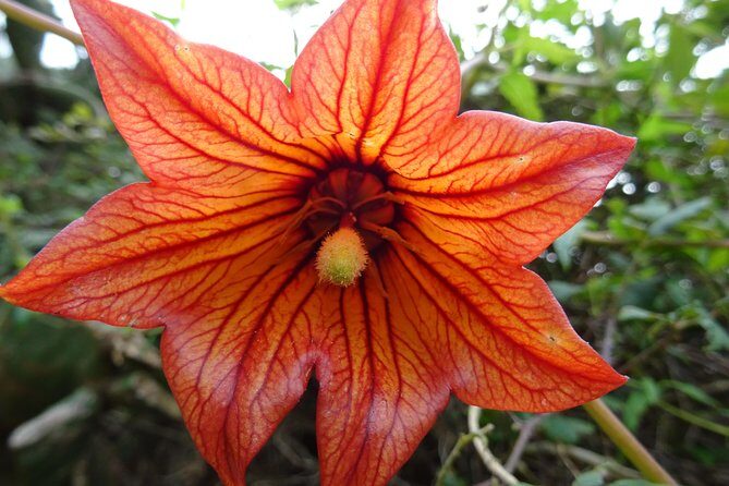 Panoramic route across the Teno rural Park in Tenerife - What Sets This Tour Apart