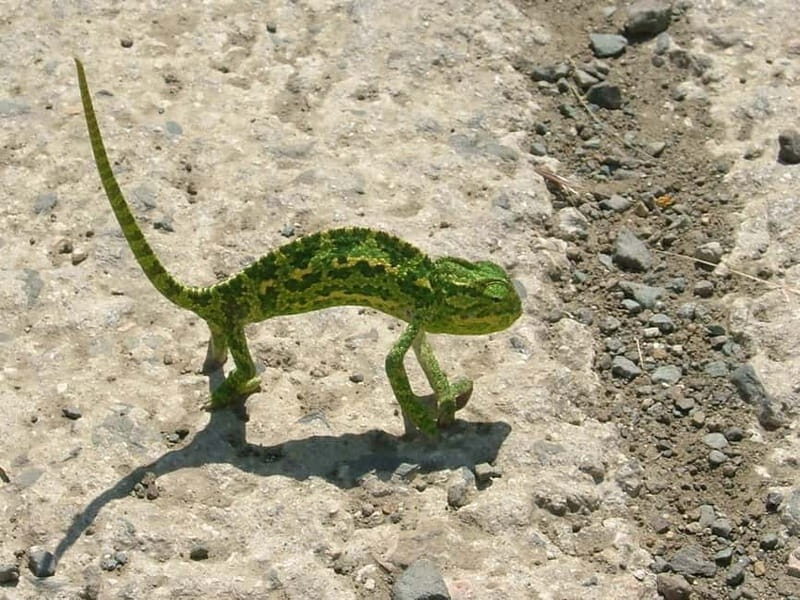 Paphos: Troodos-Kykkos Land Rover Treasure Jeep Safari - An Introduction to the Troodos-Kykkos Land Rover Treasure Jeep Safari