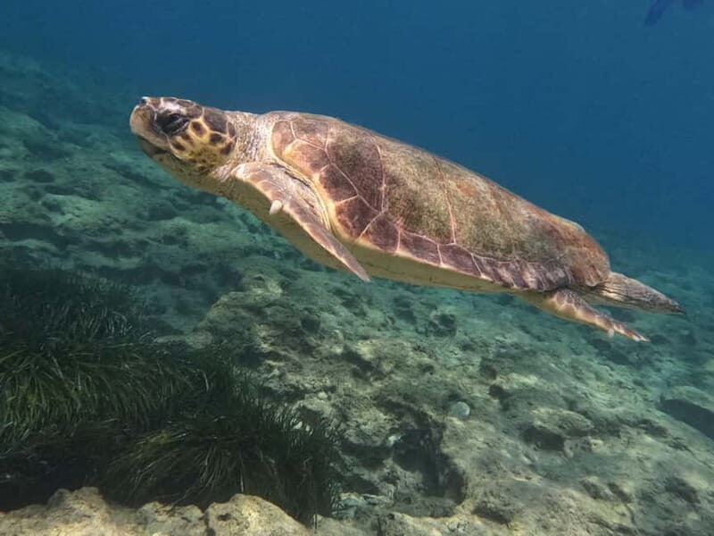 Paphos: Turtle-Watching Snorkeling Sea Scooter Trip - Frequently Asked Questions