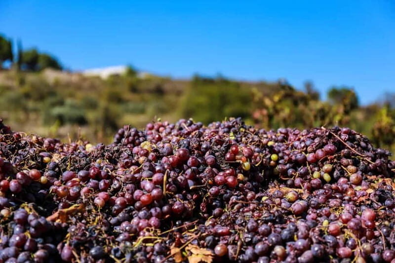 Paphos: Wine Tour  Vineyards, Tastings & Scenic Views - Who Should Book This Tour?