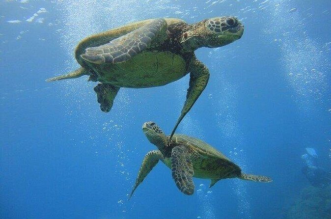 Paradise Honu Morning Snorkeling Tour - Who Will Love This Tour?
