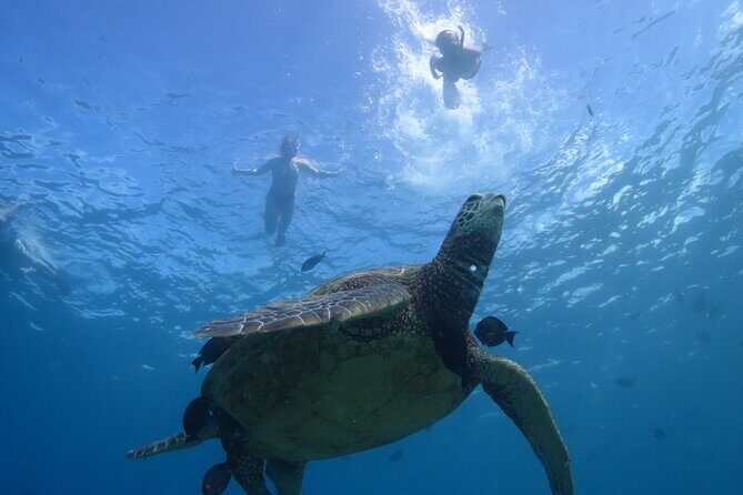 Paradise Honu Snorkeling Tour - An In-Depth Look at the Paradise Honu Snorkeling Tour