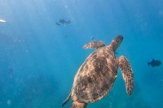 Paradise Honu Snorkeling Tour - Final Words