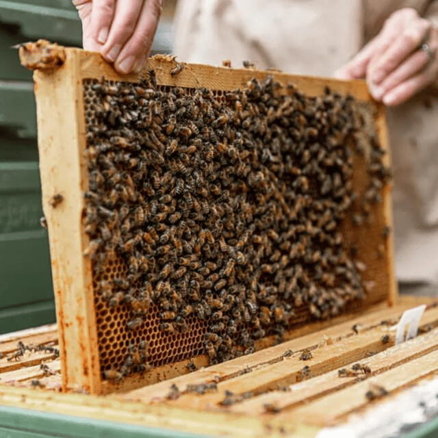 Paradise Valley: Bee Adventure Tour! - Final Thoughts