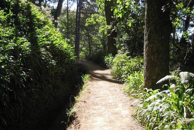 Paradise Valley - Levada Walk - What to Expect from the Paradise Valley Levada Walk