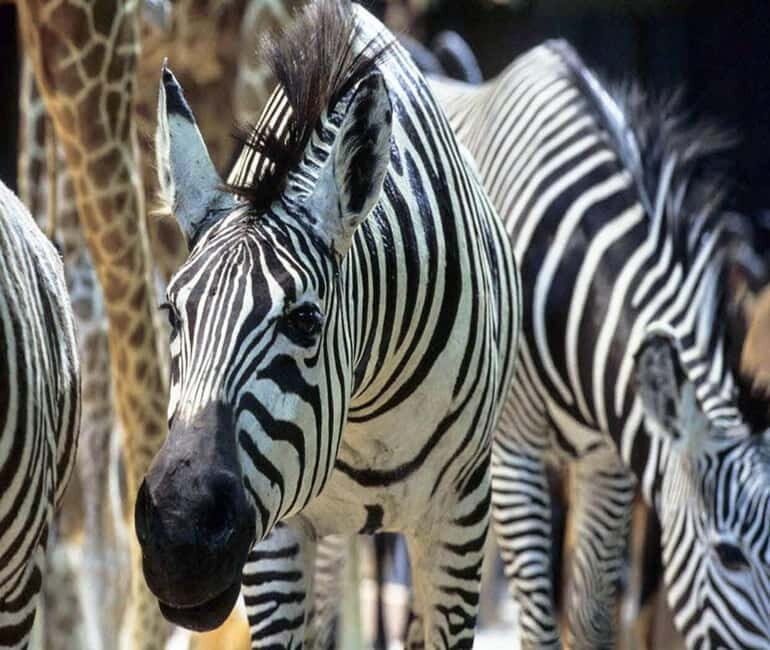 Paris: Ménagerie Zoo of Jardin des Plantes Entrance Ticket - Key Points