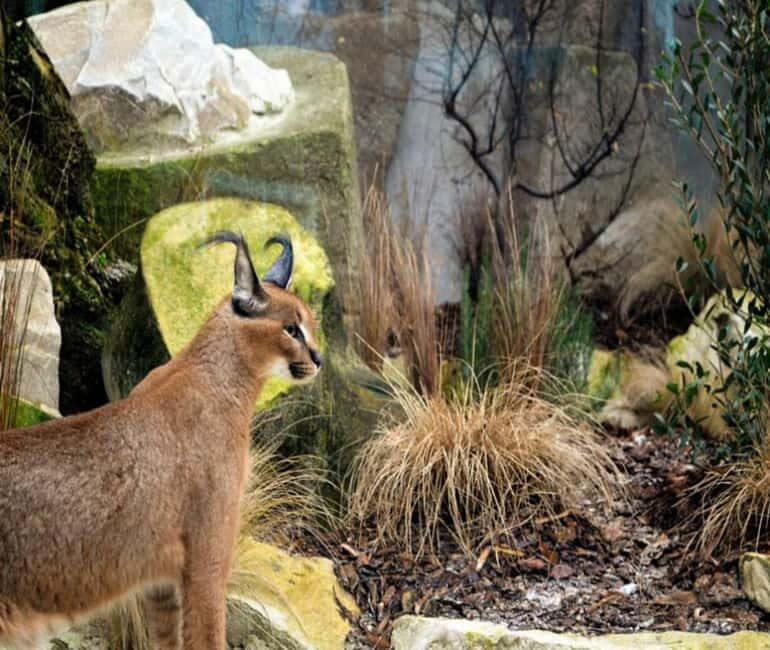 Paris: Ménagerie Zoo of Jardin des Plantes Entrance Ticket - An In-Depth Look at the Ménagerie Zoo Experience