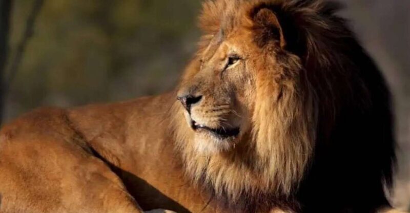 Paris: Paris Zoological Park Entrance Ticket - Key Points