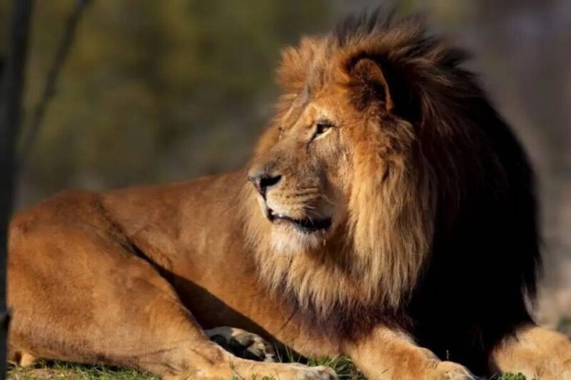 Paris: Paris Zoological Park Entrance Ticket - The Renovation and Its Impact on Your Visit