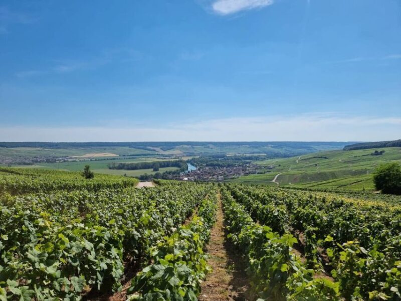 Paris: Private Epernay Trip with Champagne Vineyard Tastings - What Makes This Tour Stand Out?