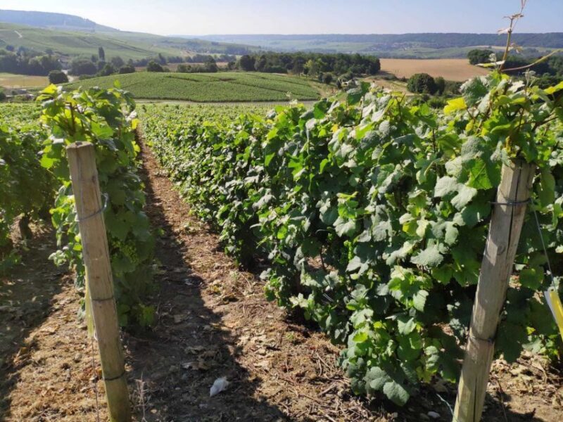 Paris: Private Epernay Trip with Champagne Vineyard Tastings - Potential Drawbacks